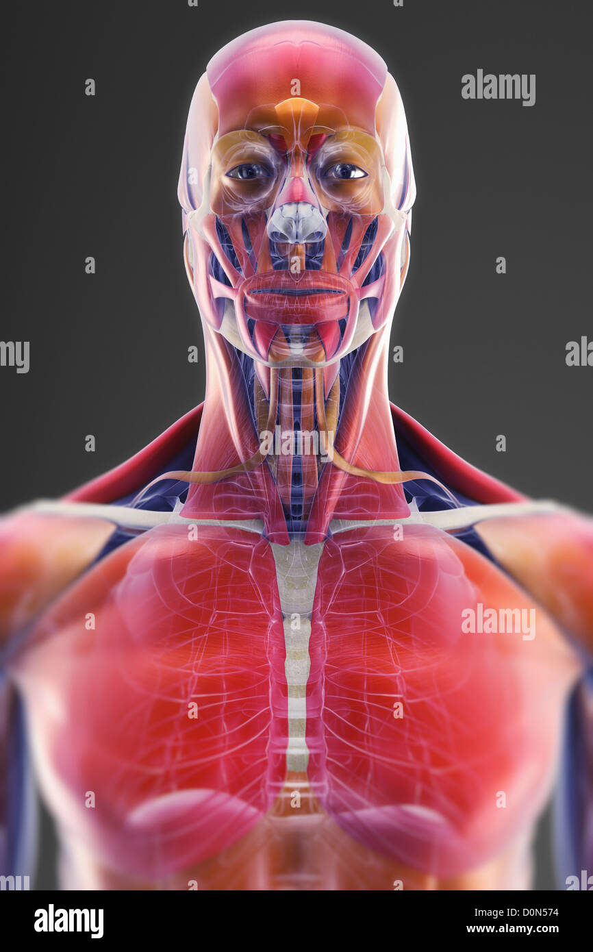 A transparent skin reveals the muscles and skeletal structures of the ...