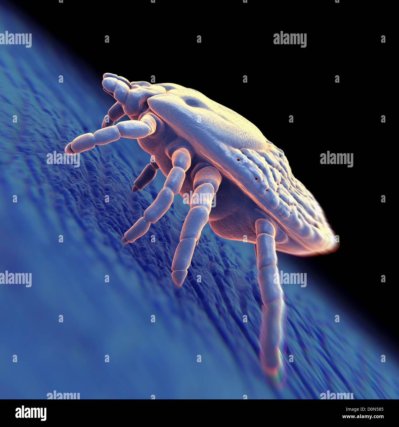 A close up view of a tick (Ixodes), an ectoparasite that lives on the ...