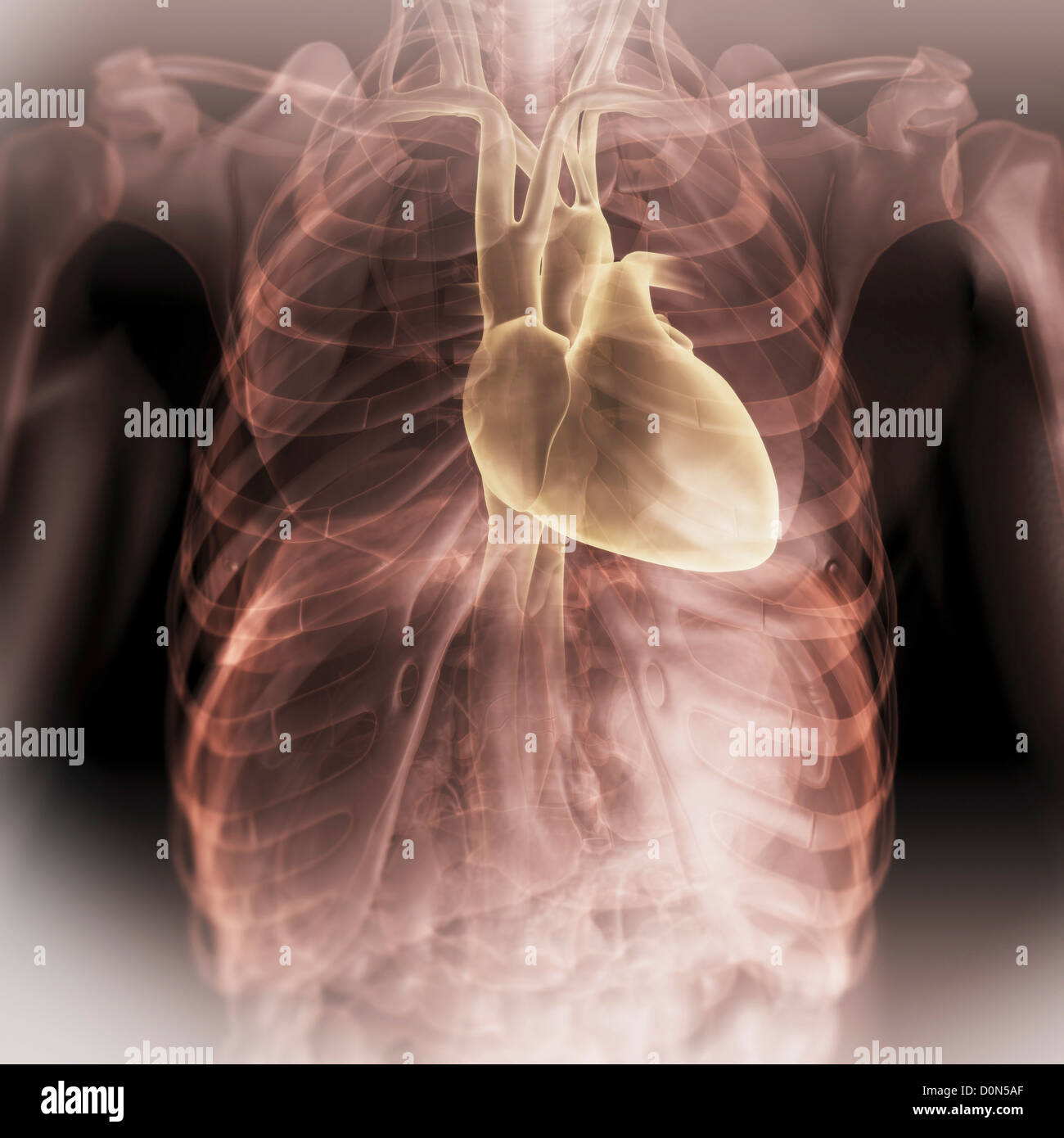 Front view of the thorax with the heart anatomy highlighted Stock Photo ...