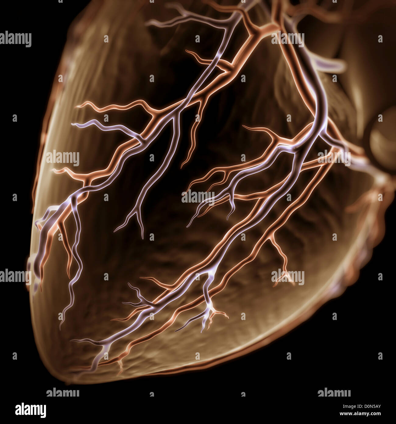Cardiac apex hi-res stock photography and images - Alamy