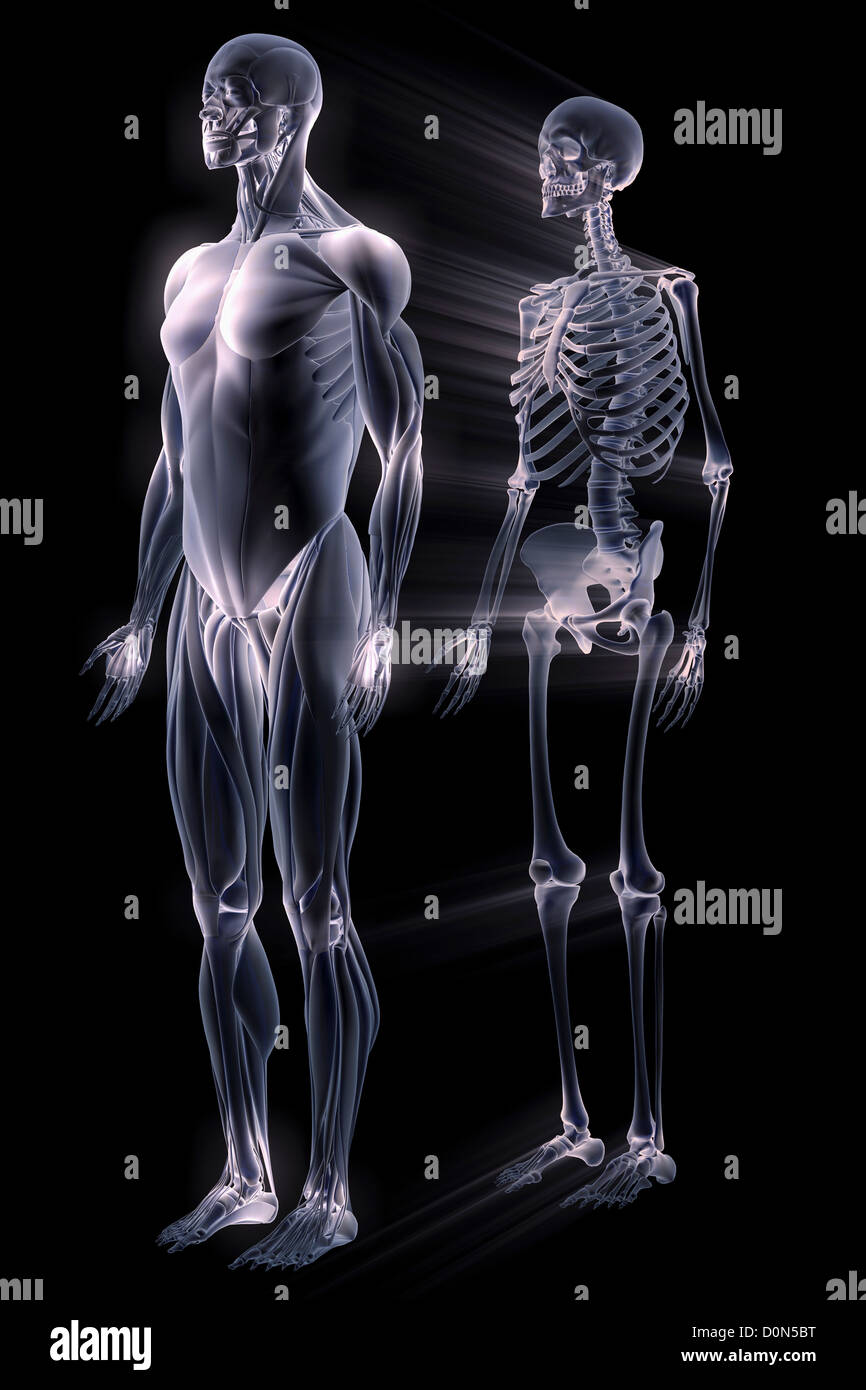 The muscles of the body with the skeletal system behind it, both viewed ...
