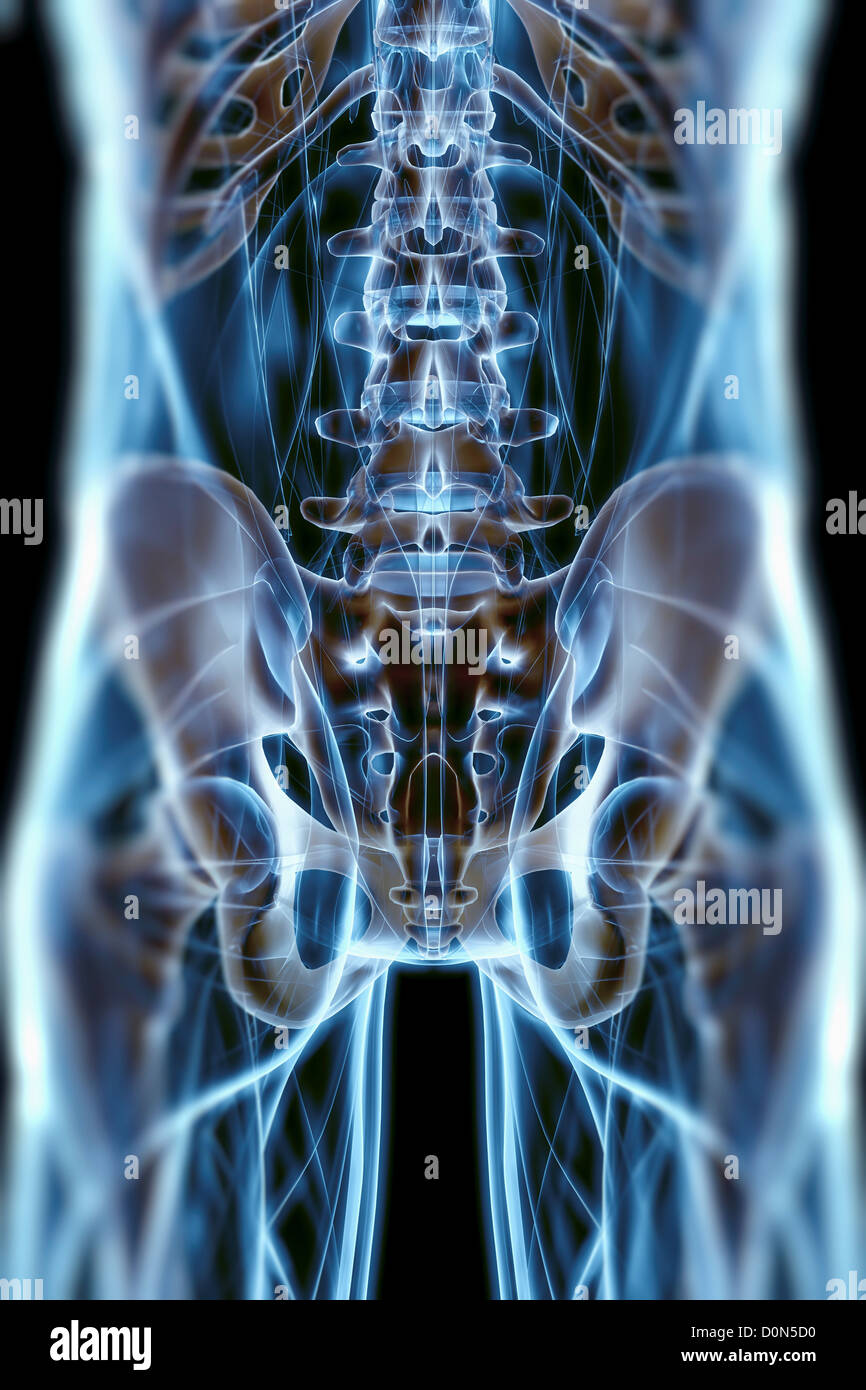 A transparent skin reveals the muscles and skeletal structures of the ...