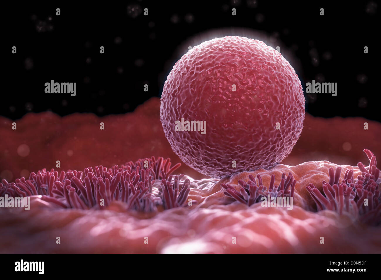 Lining fallopian tube hi-res stock photography and images - Alamy