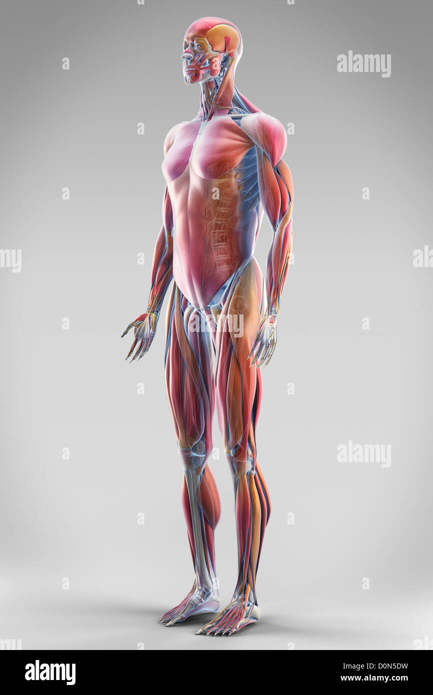 A transparent skin reveals muscles skeletal structures body viewed tree ...