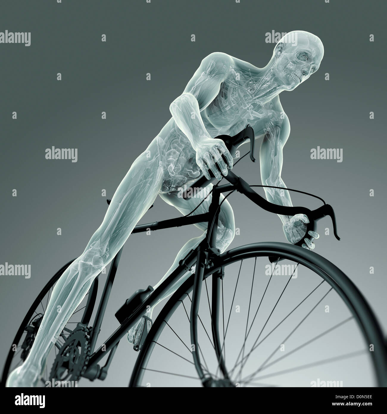 Male figure cycling a bicycle. The internal anatomy is visible within ...