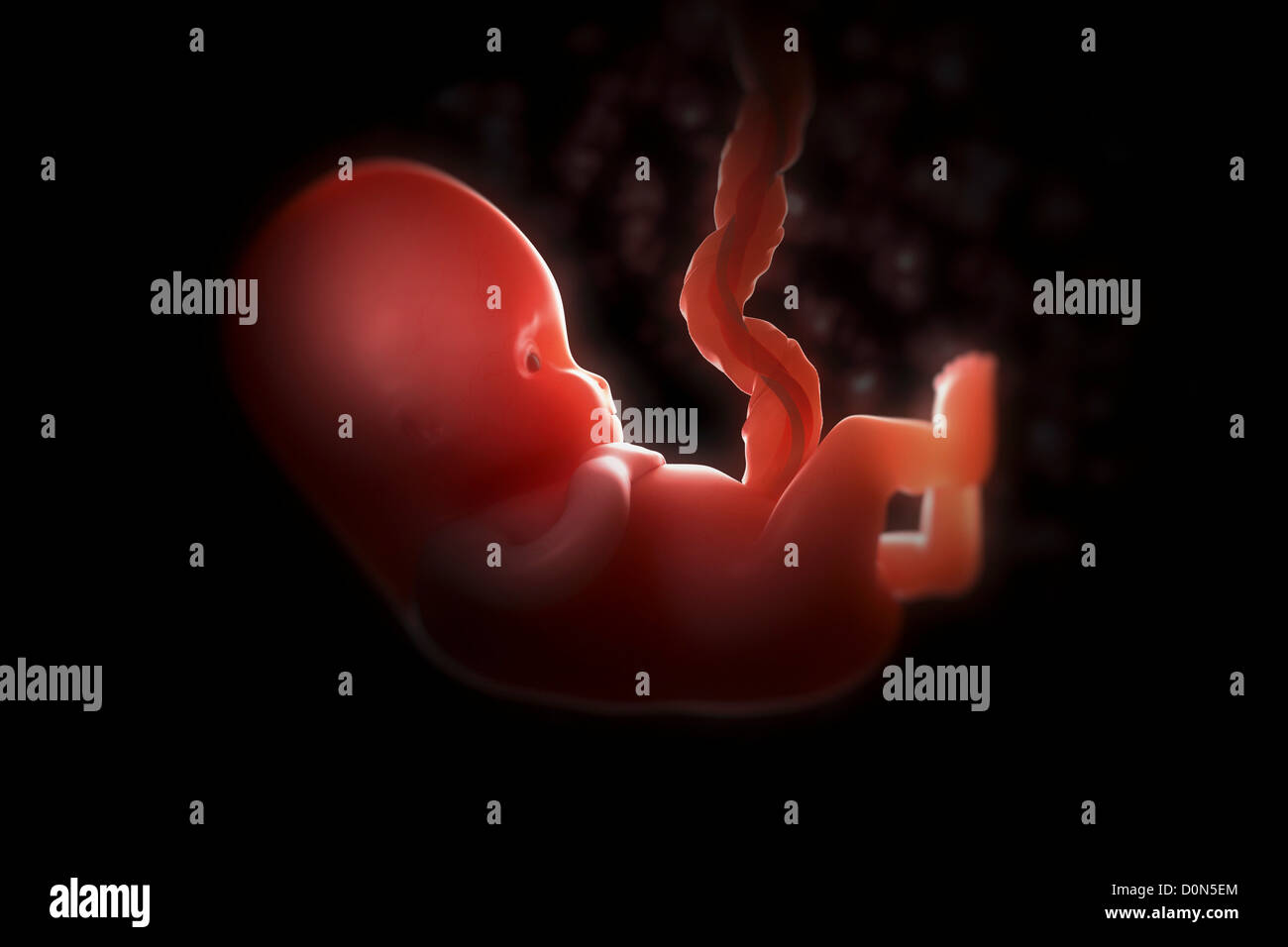A developing fetus within the womb. (Week 12 after last menstrual ...