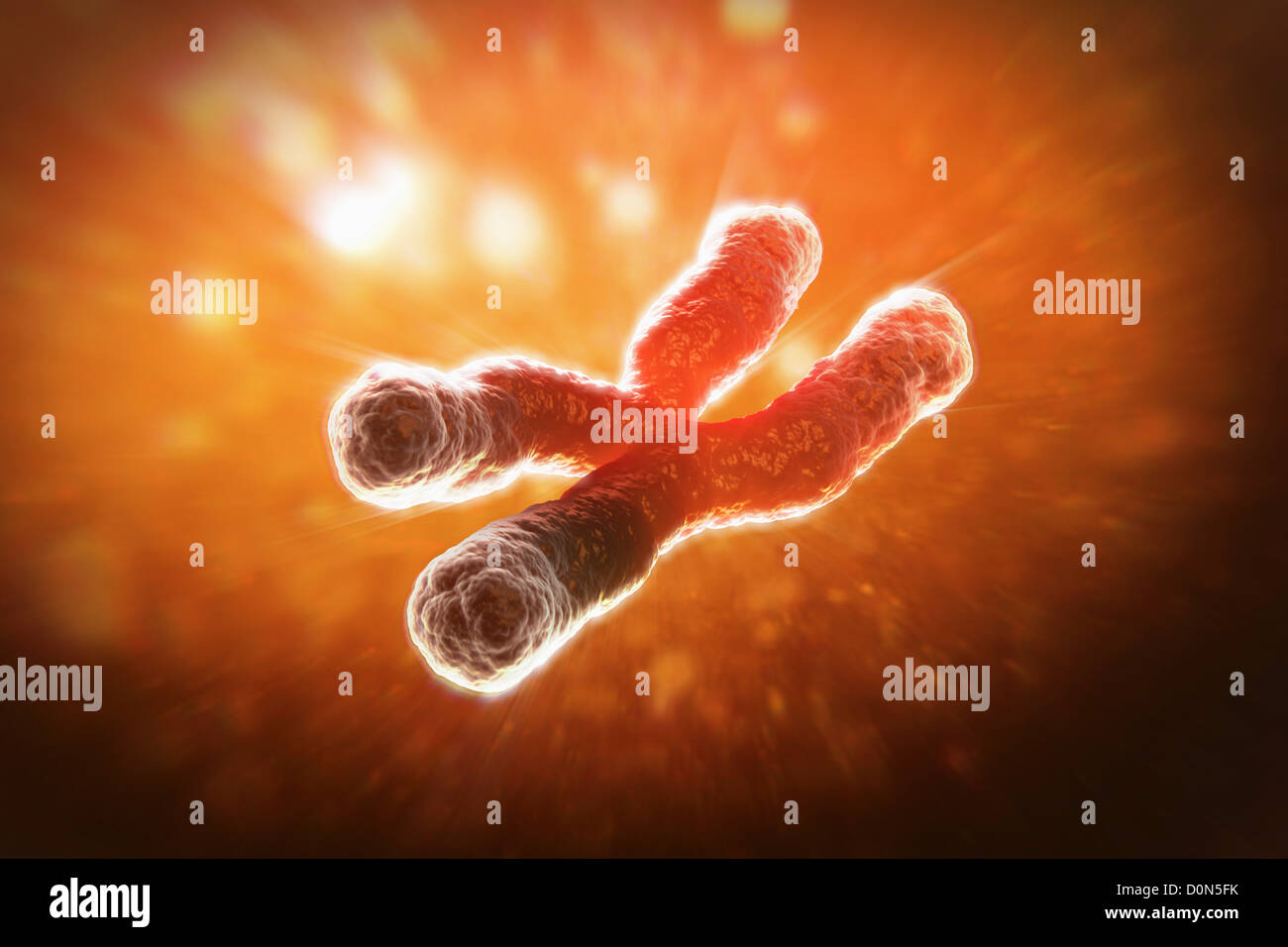 Telomere hi-res stock photography and images - Alamy
