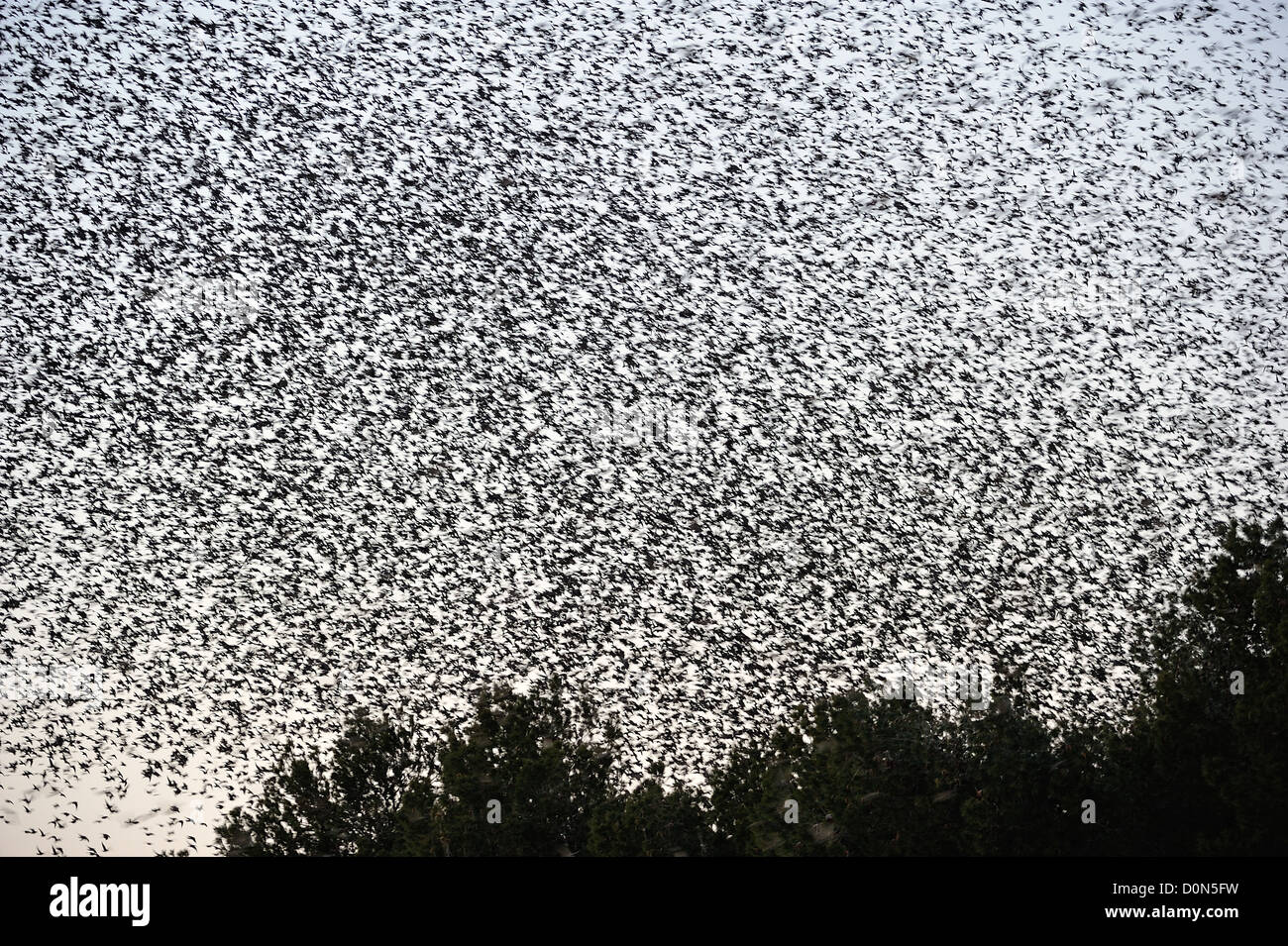 European starling flock hi-res stock photography and images - Alamy