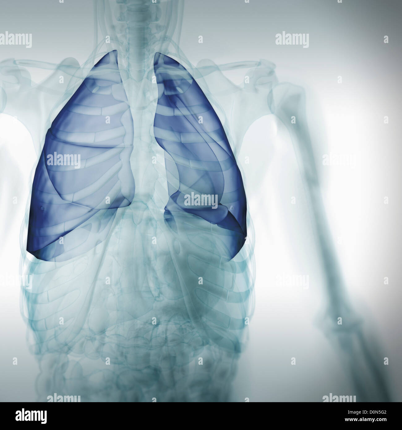 Front view of the chest anatomy with the lungs highlighted Stock Photo ...