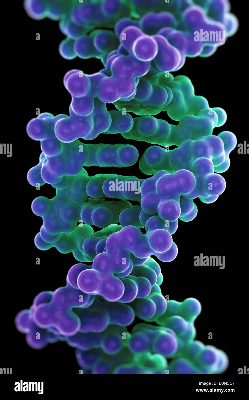 Structure of human DNA or deoxyribonucleic acid (PDB 1BNA Stock Photo ...