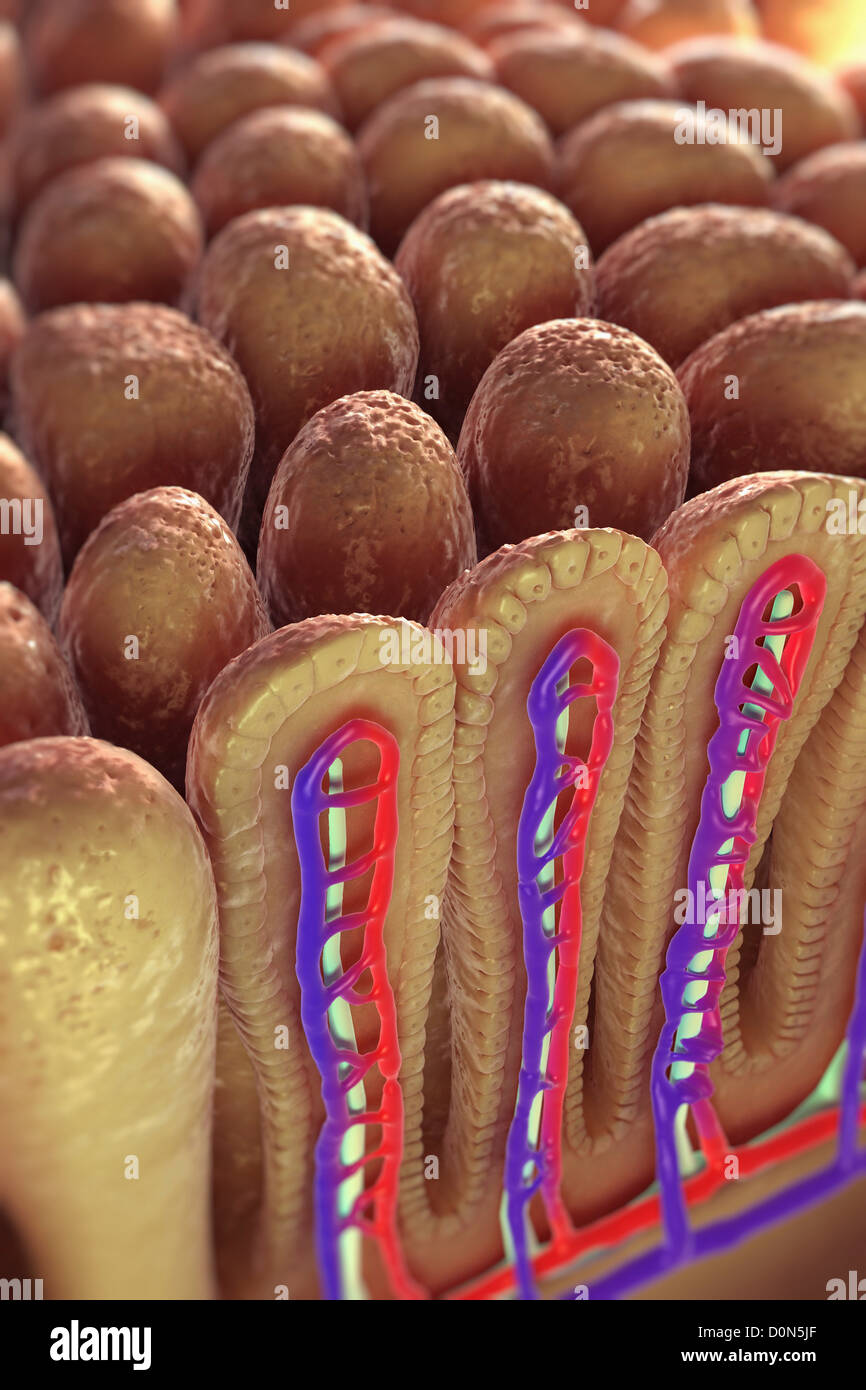 Lacteal Stock Photos & Lacteal Stock Images - Alamy
