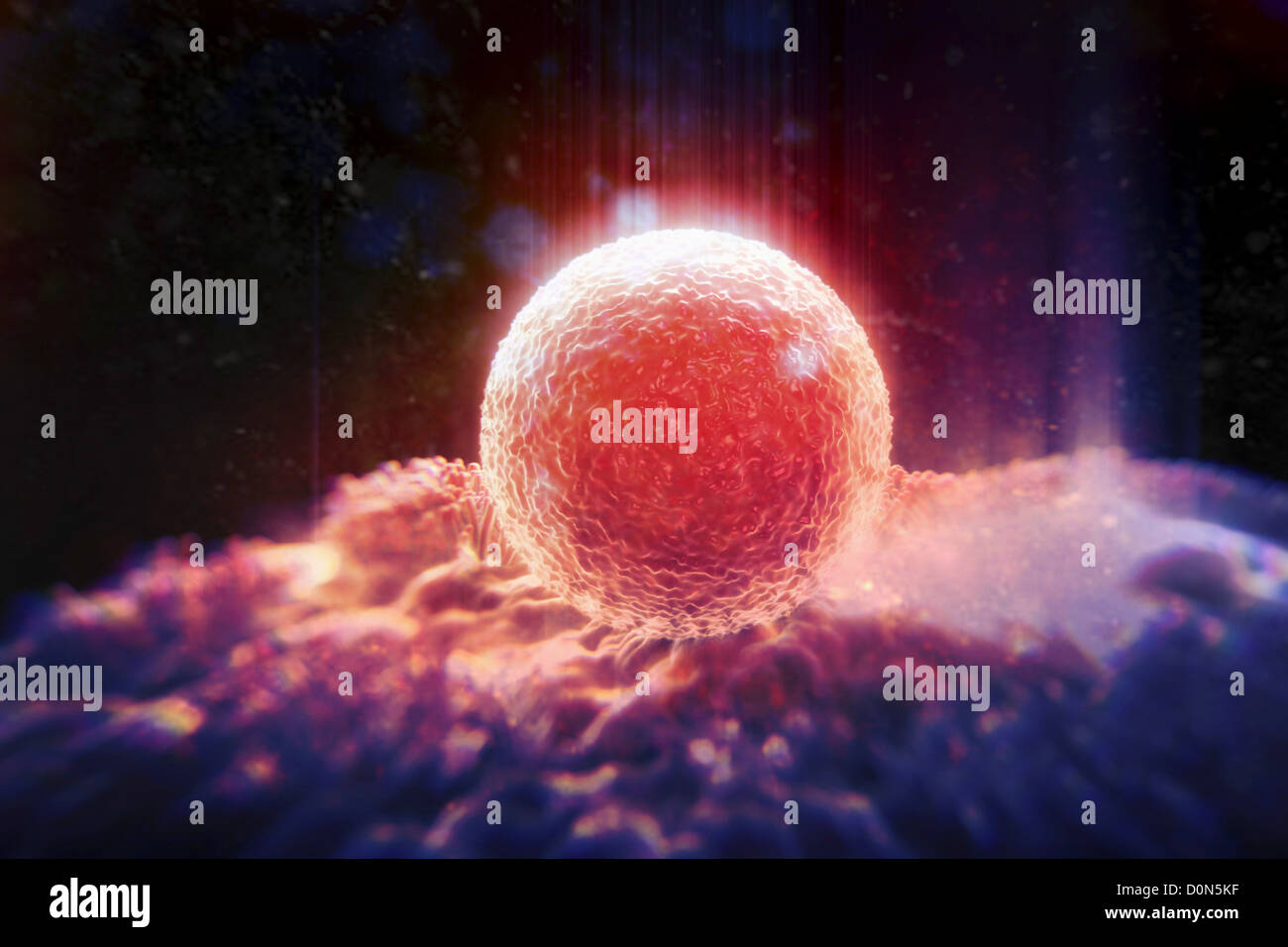 Fallopian tubes hi-res stock photography and images - Alamy