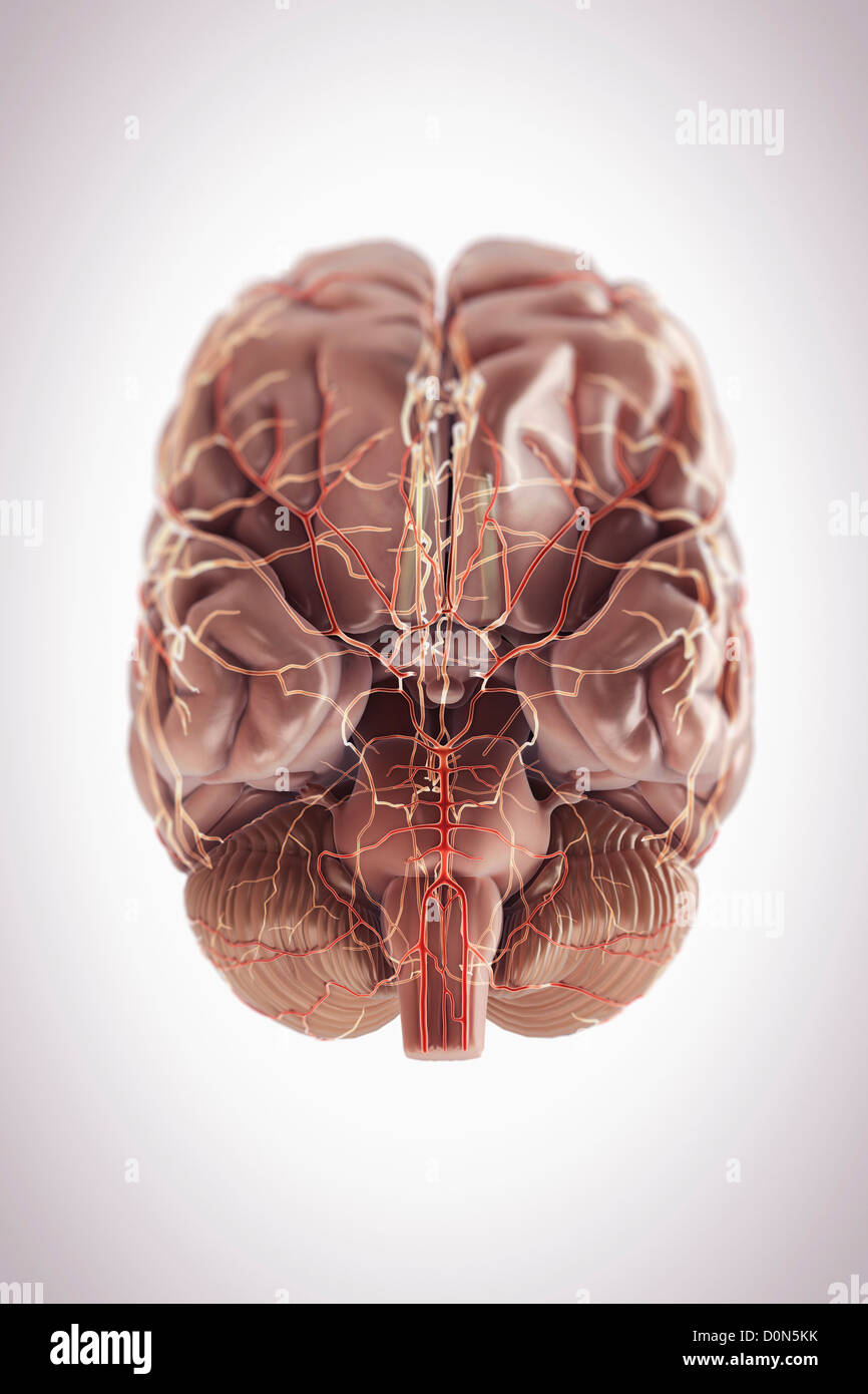 Brain inferior view hi-res stock photography and images - Alamy