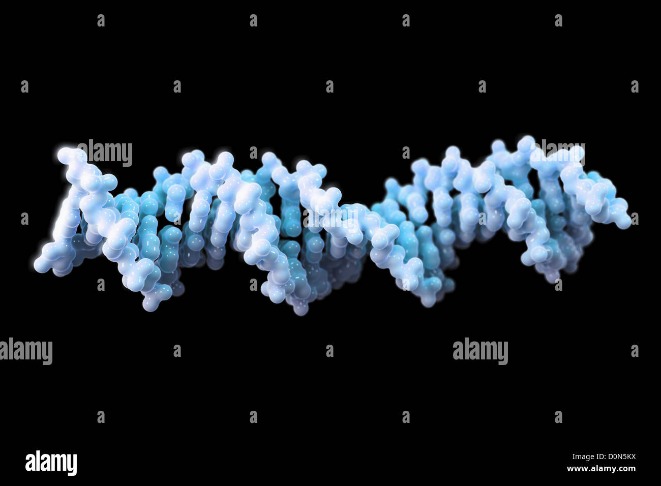 Structure of human DNA or deoxyribonucleic acid (PDB 1BNA Stock Photo ...