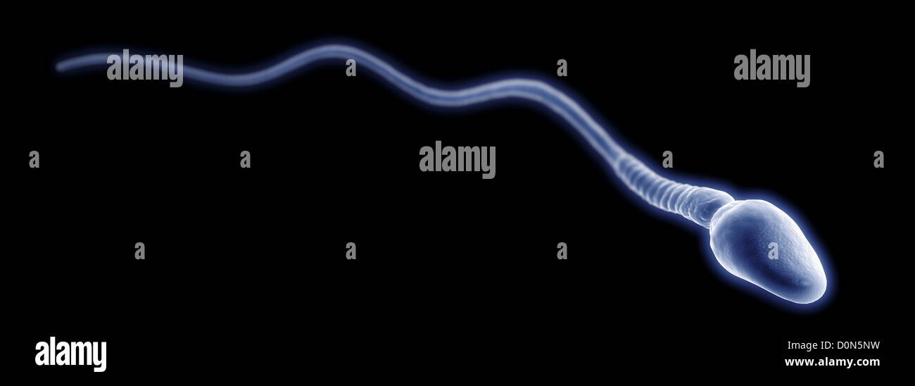 A single male sperm cell Stock Photo - Alamy