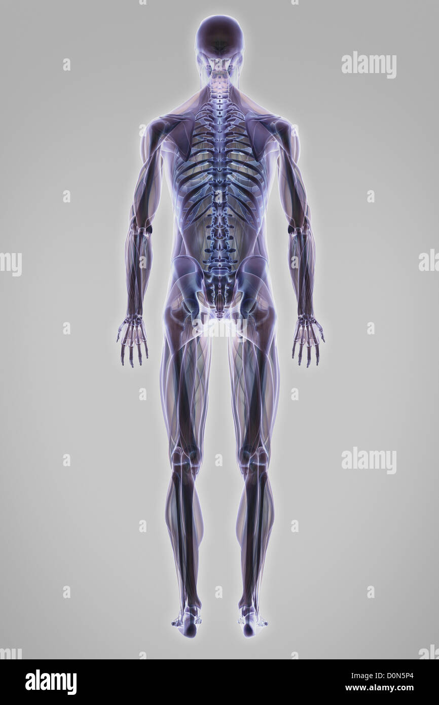 Skeleton transparent skin hi-res stock photography and images - Alamy