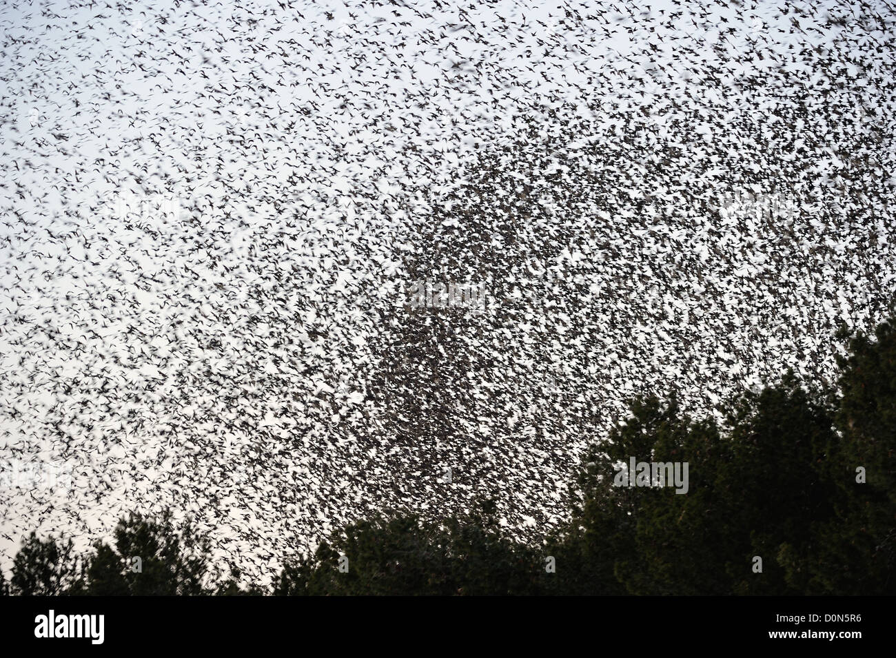 Eurasian starling (Sturnus vulgaris) flock in flight at sunset in ...