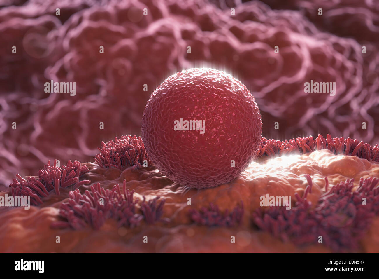 An ovum surrounded by hair like structures called cilia which form part ...