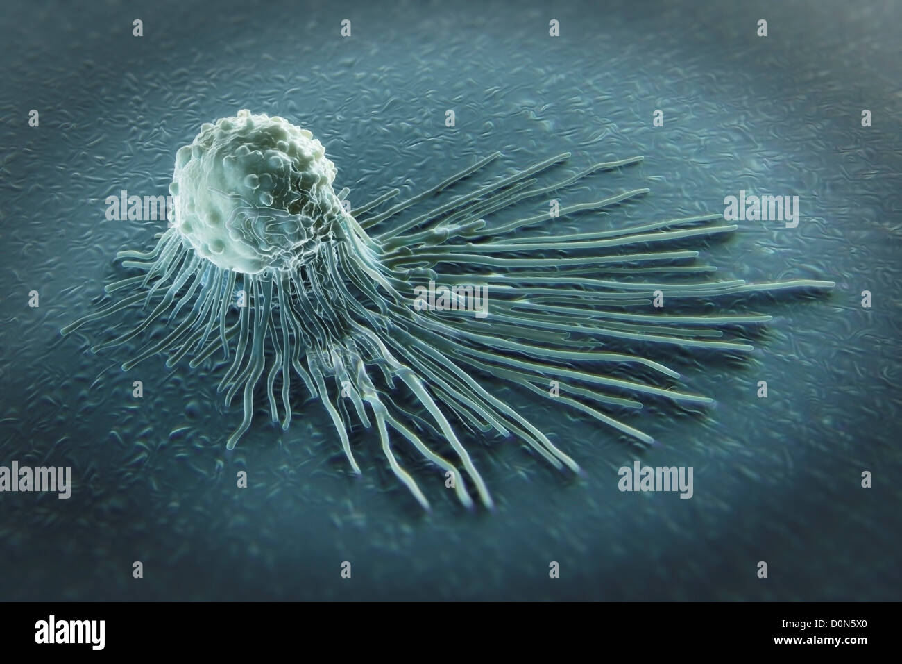 A close up macrophage cell. Macrophages are phagocytes their function ...