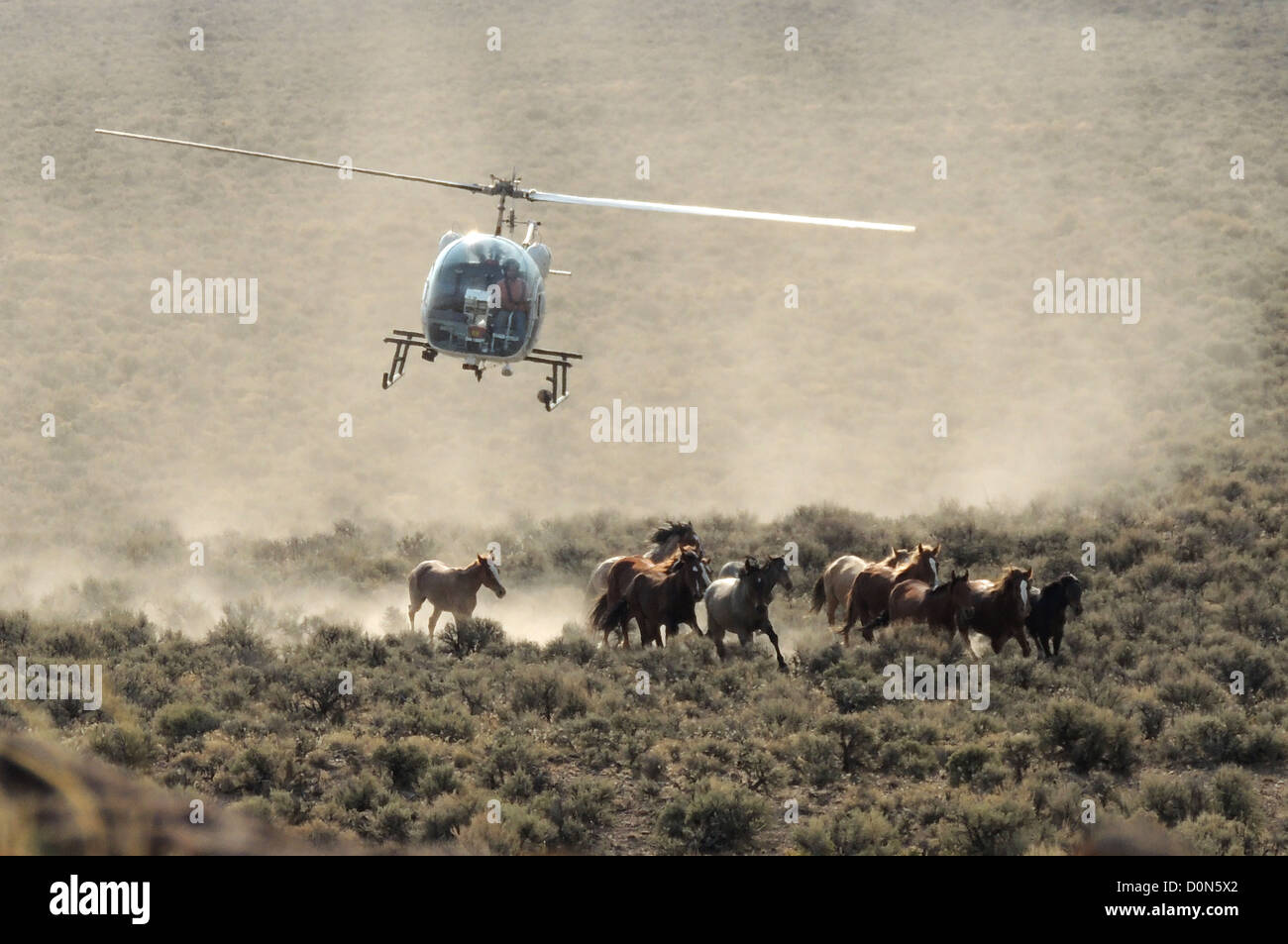 Blm round up hi-res stock photography and images - Alamy