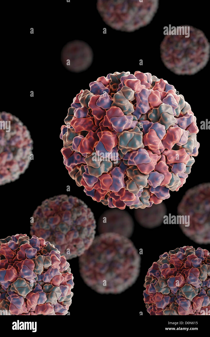 Norwalk Virus Diagram
