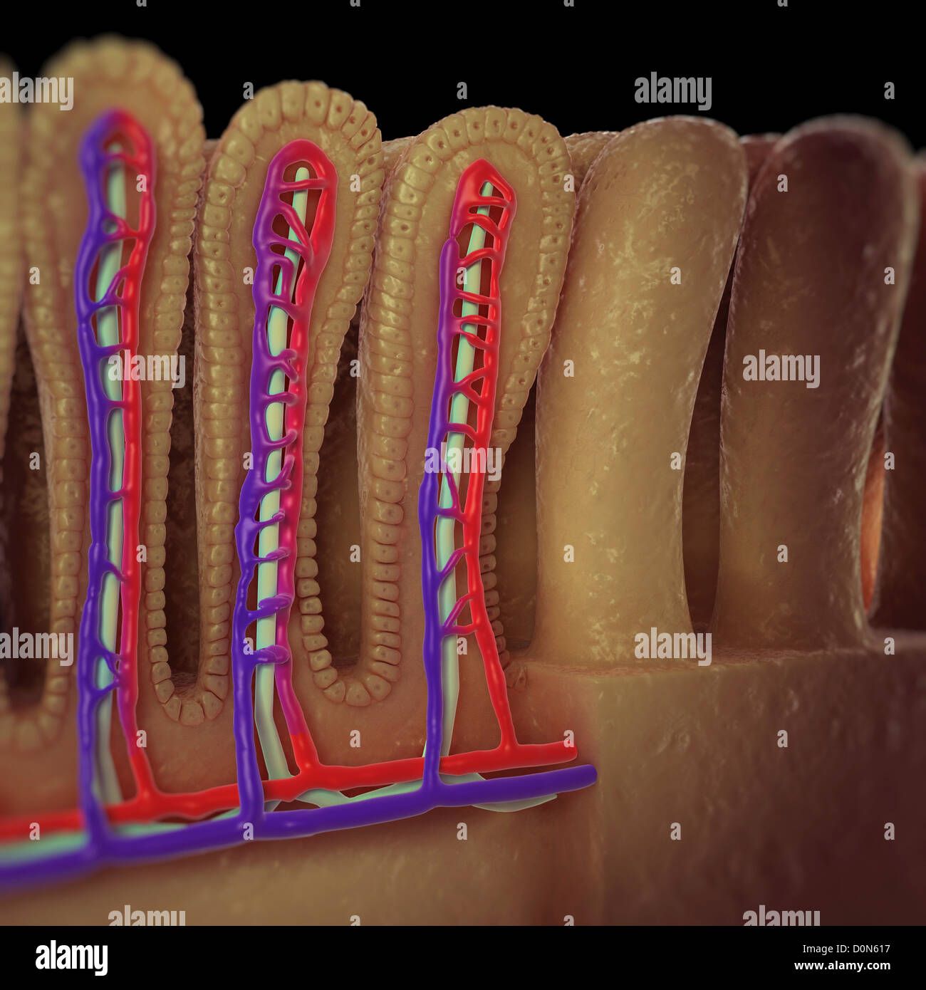 Intestinal wall hi-res stock photography and images - Alamy