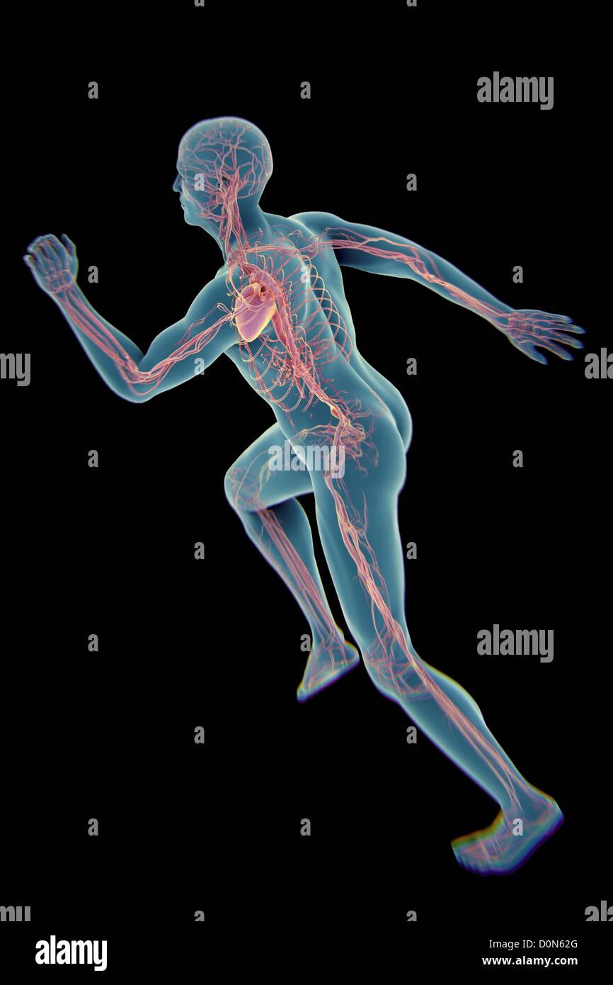 Cardiovascular system running hi-res stock photography and images - Alamy
