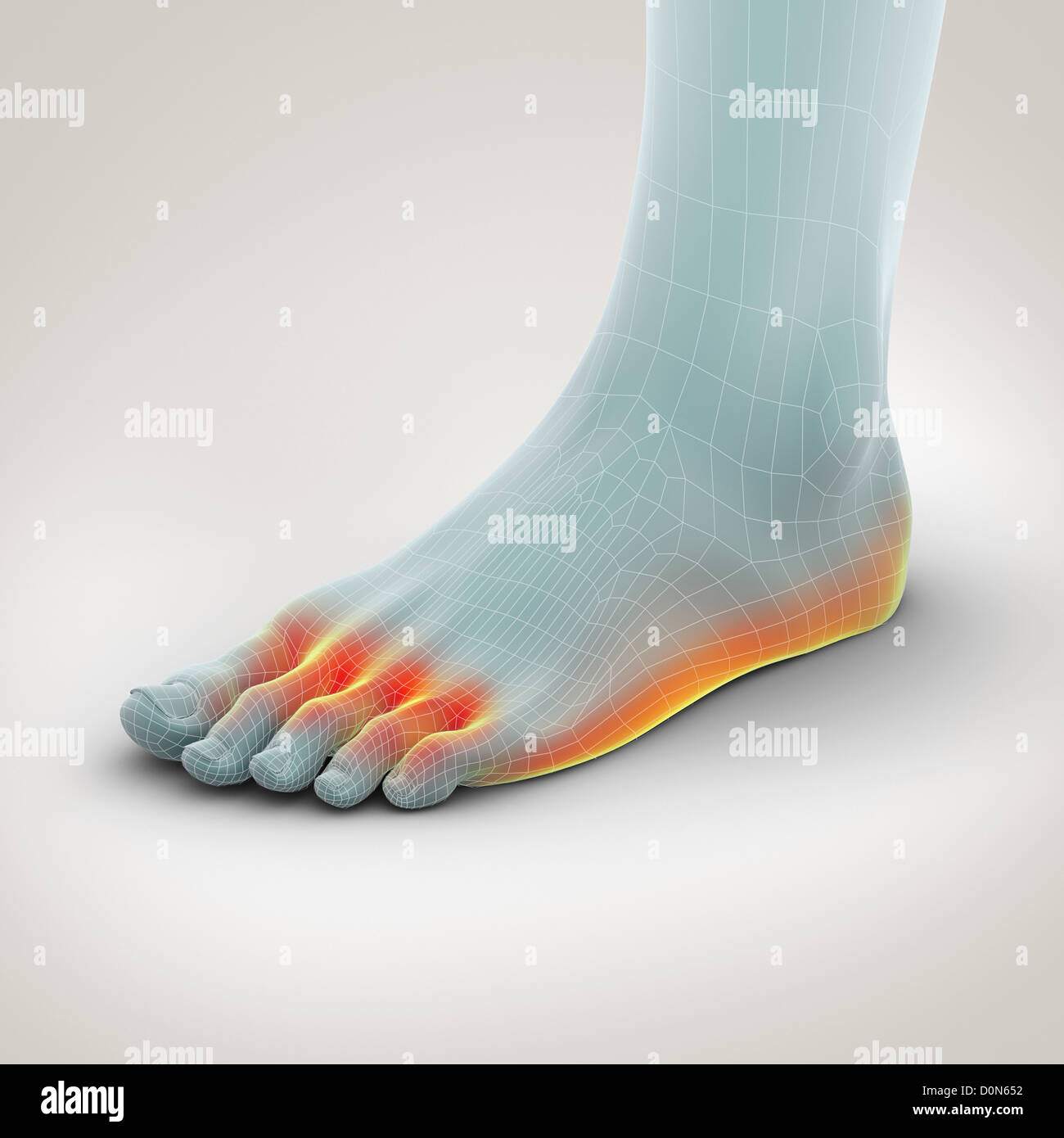 A left foot wireframe appearance. foot is highlighted represent ...