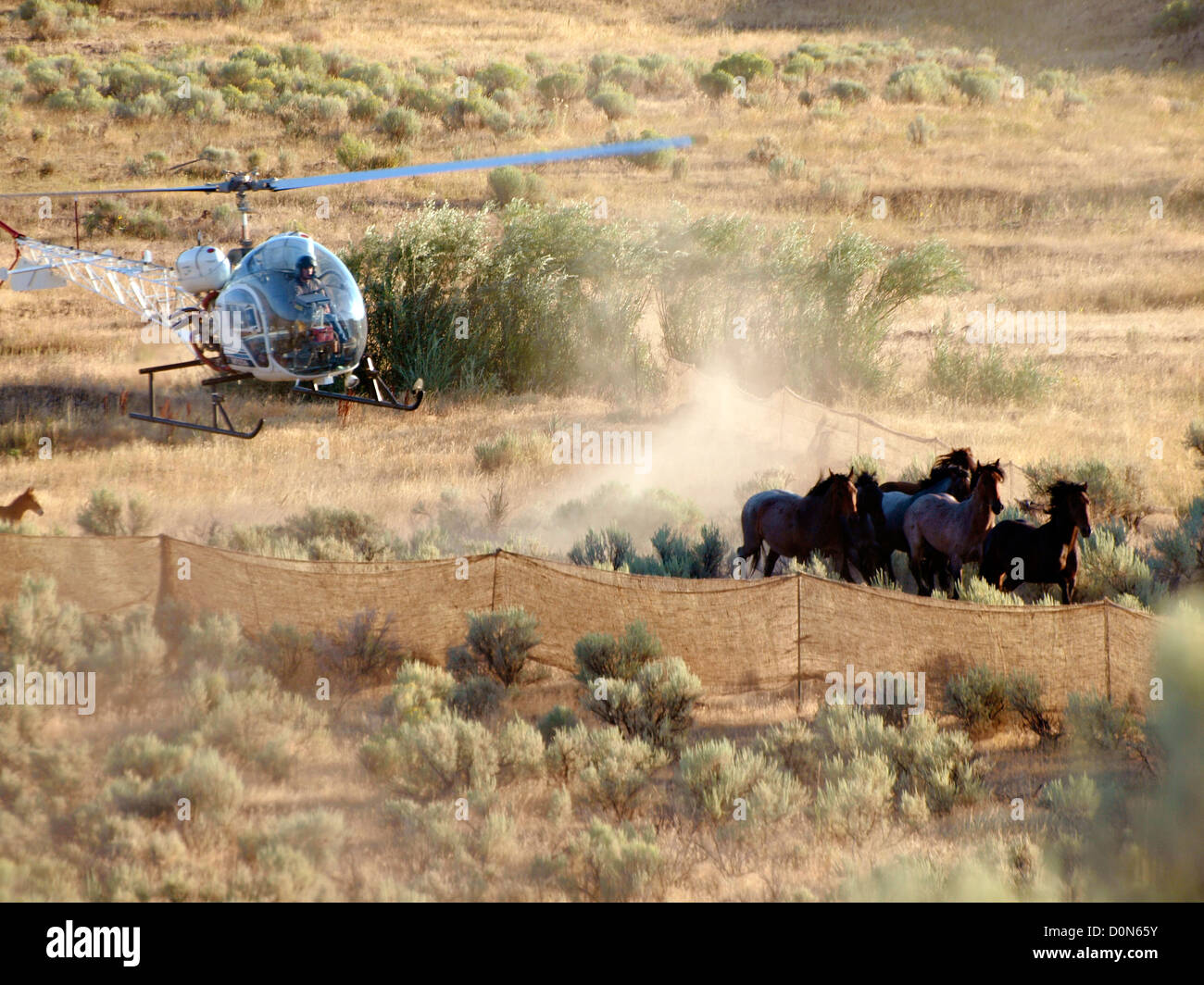 A herd of wild horses is rounded up by helicopter during the ...