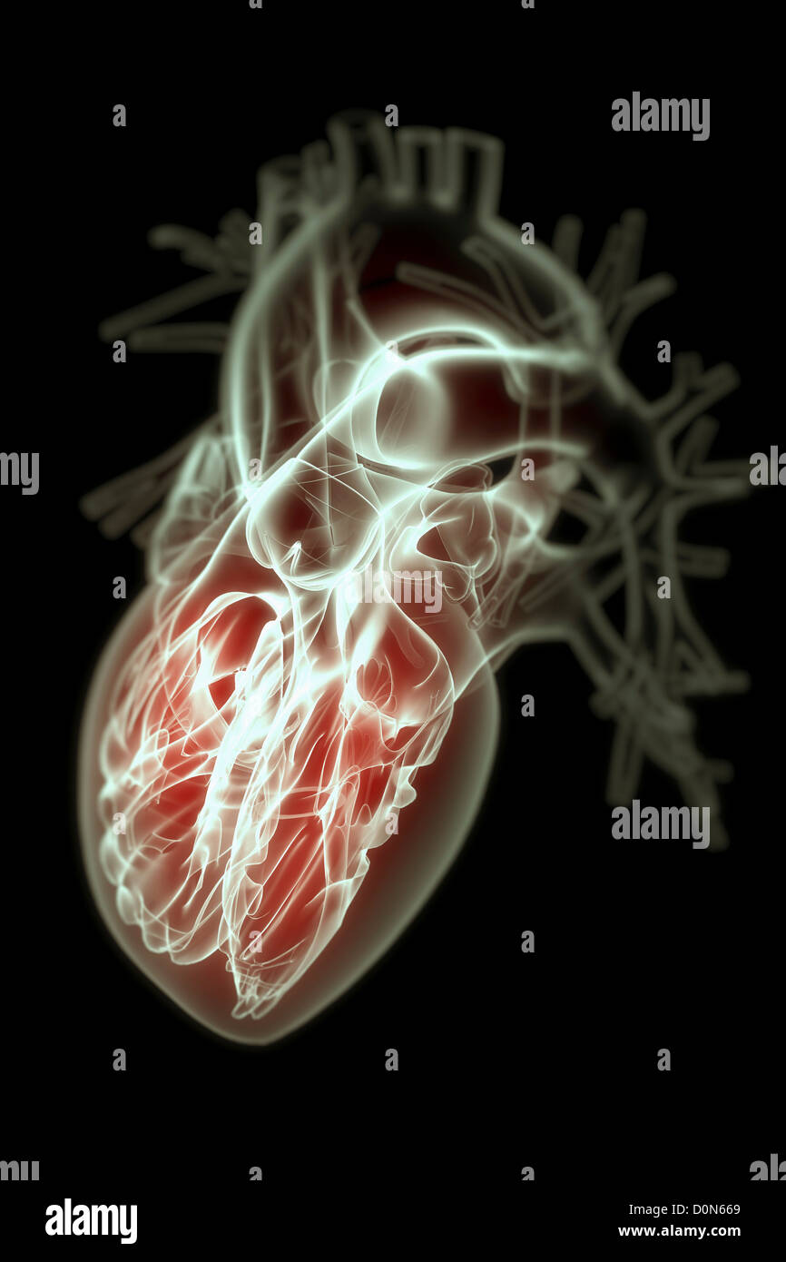 A transparent human heart with the internal anatomy highlighted in red ...