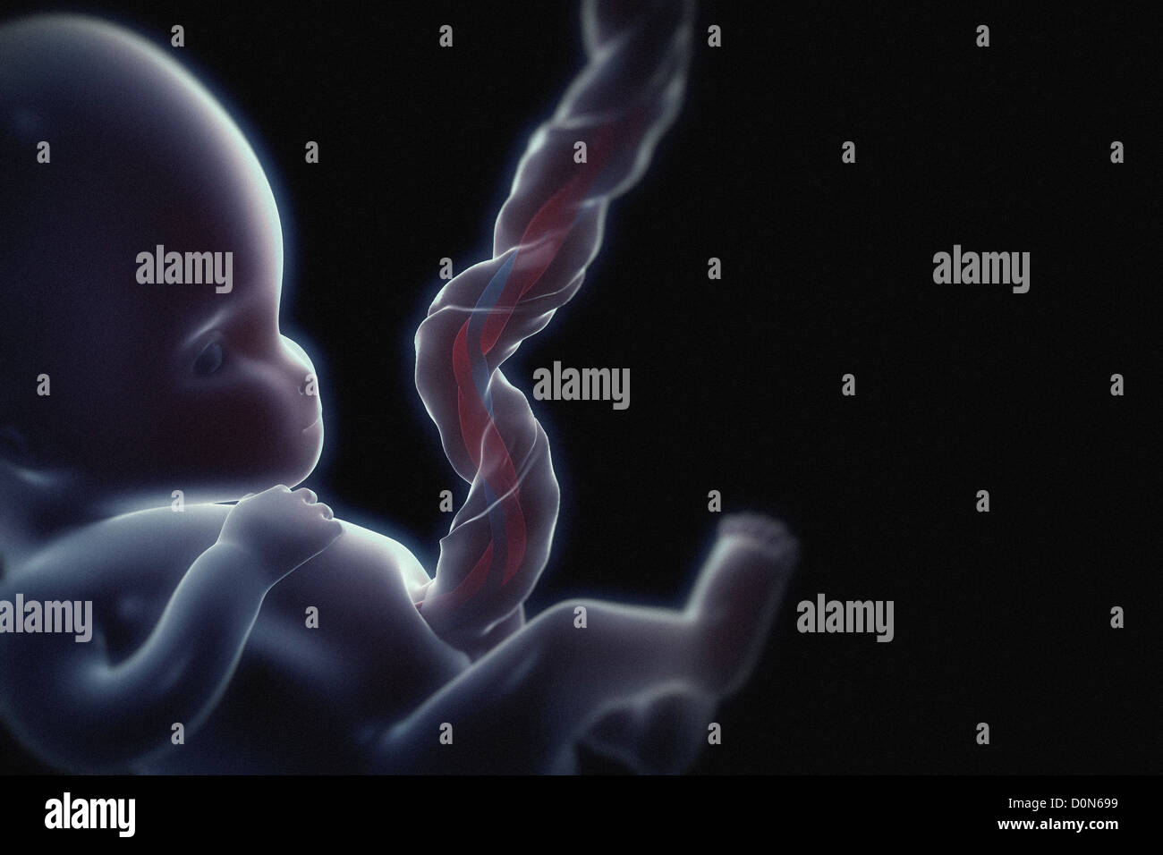 A developing fetus within the womb. (Week 12 after last menstrual ...