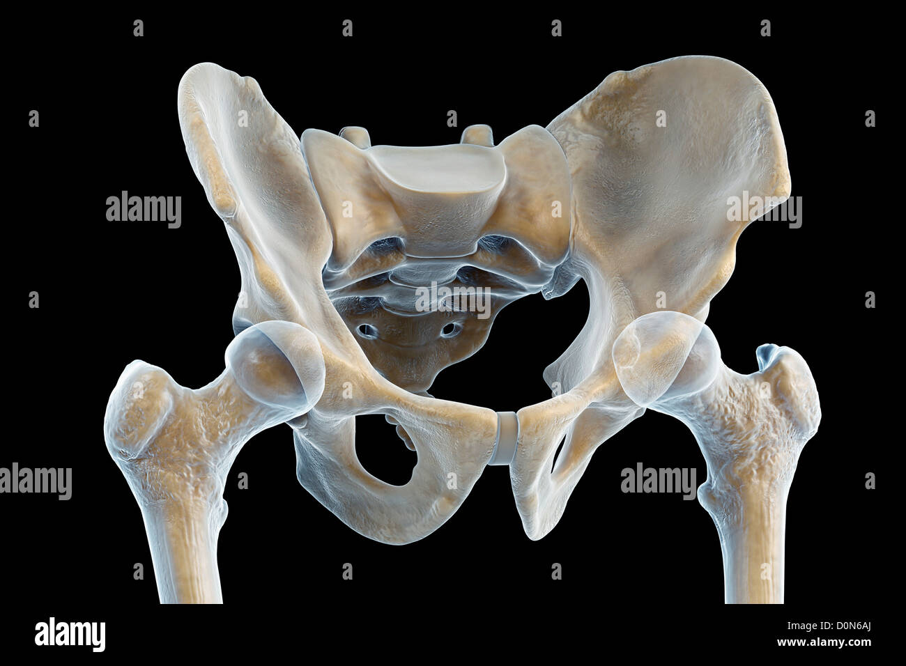 Three-quarter view of the male pelvis and hip joints Stock Photo - Alamy