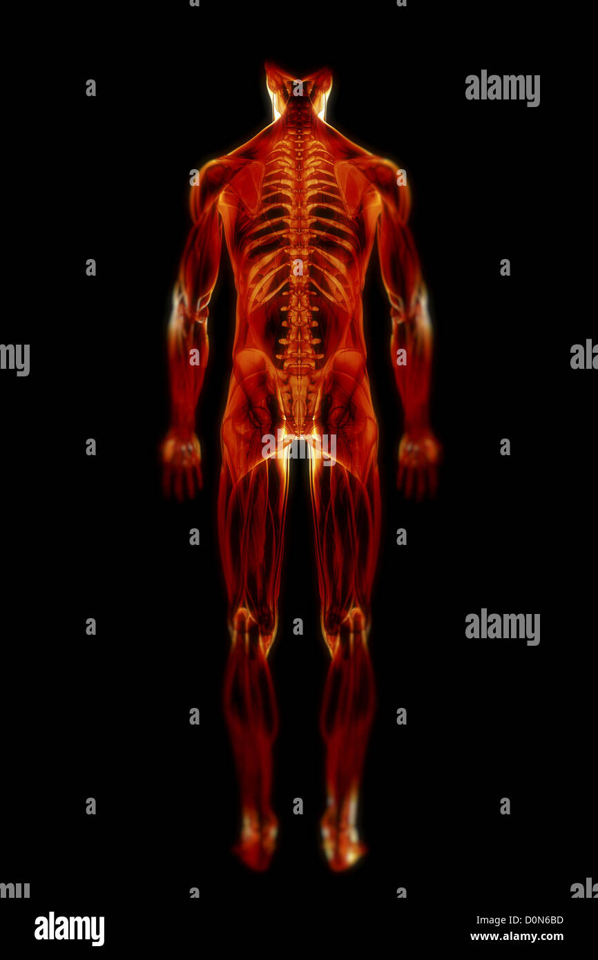 A transparent skin reveals the muscles and skeletal structures of the ...