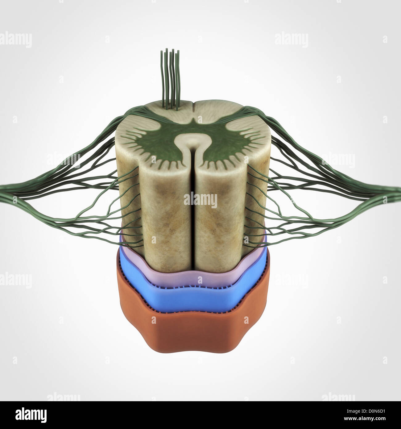 Dorsal view of spinal cord hi-res stock photography and images - Alamy
