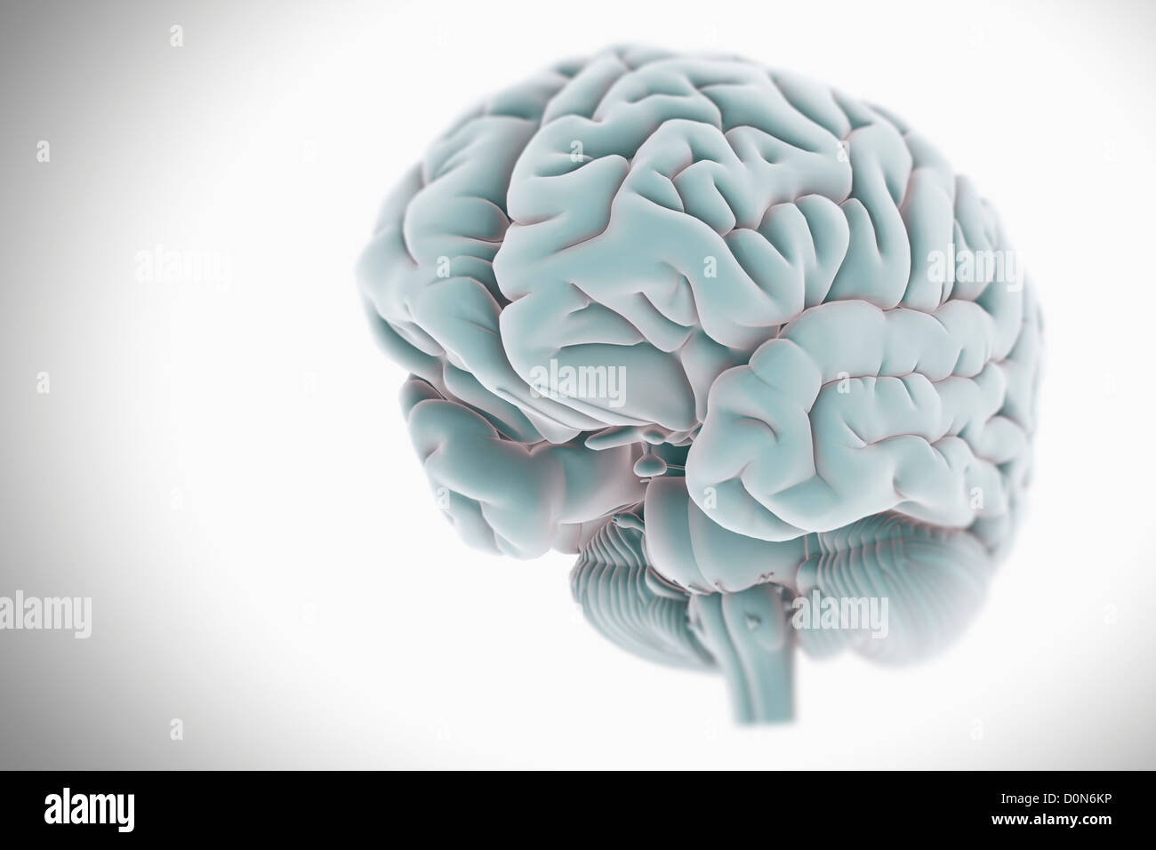 Stylized anatomical model of the human brain views from a front three ...