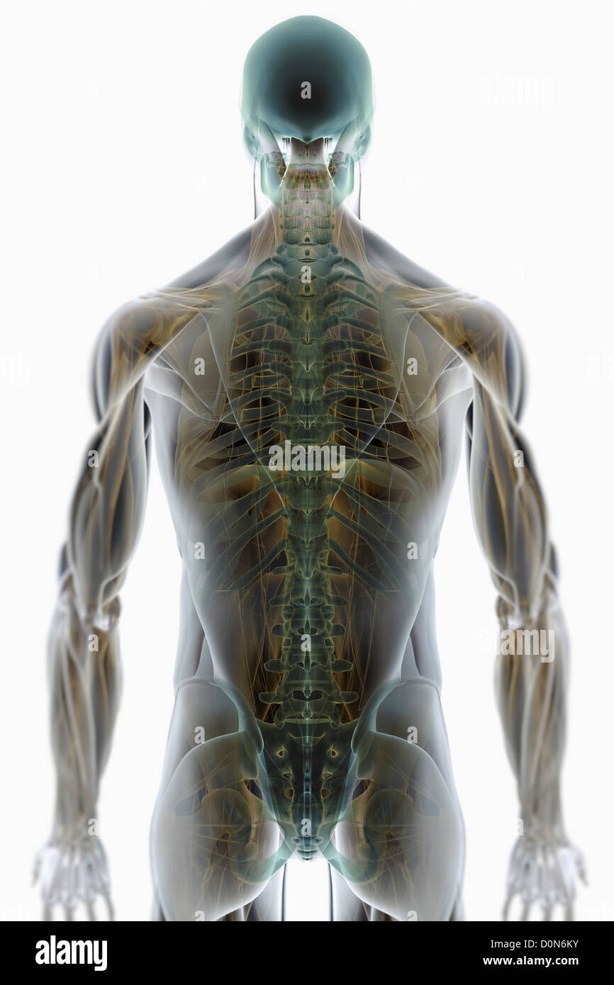 A transparent skin reveals the muscles and skeletal structures of the ...