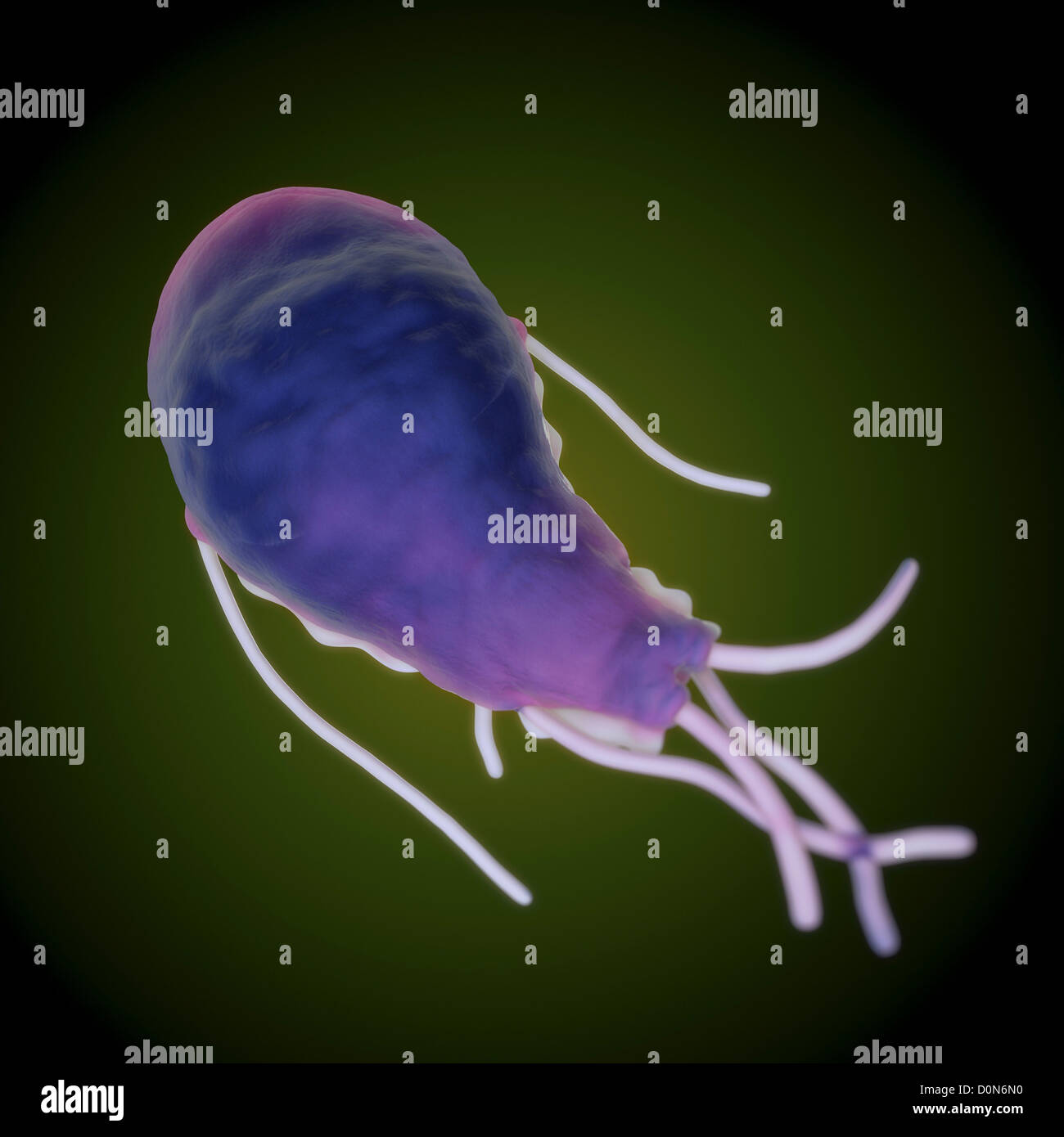 Giardia lamblia parasite hi-res stock photography and images - Alamy