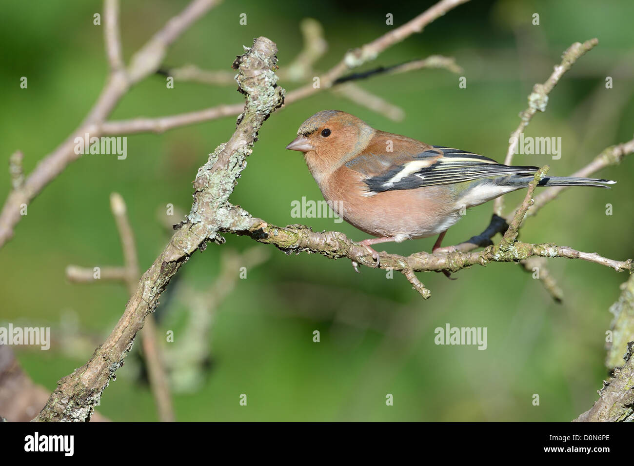 European chaffinch - common chaffinch (Fringilla coelebs) male standing ...