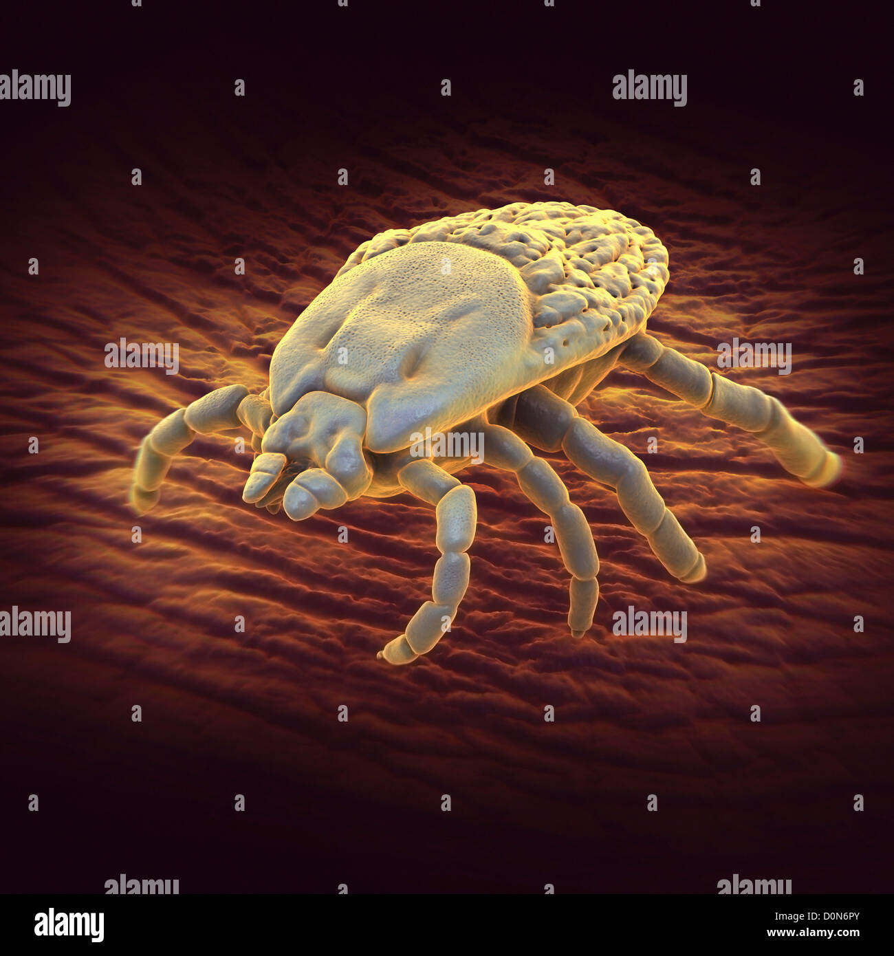 Ectoparasite hi-res stock photography and images - Alamy