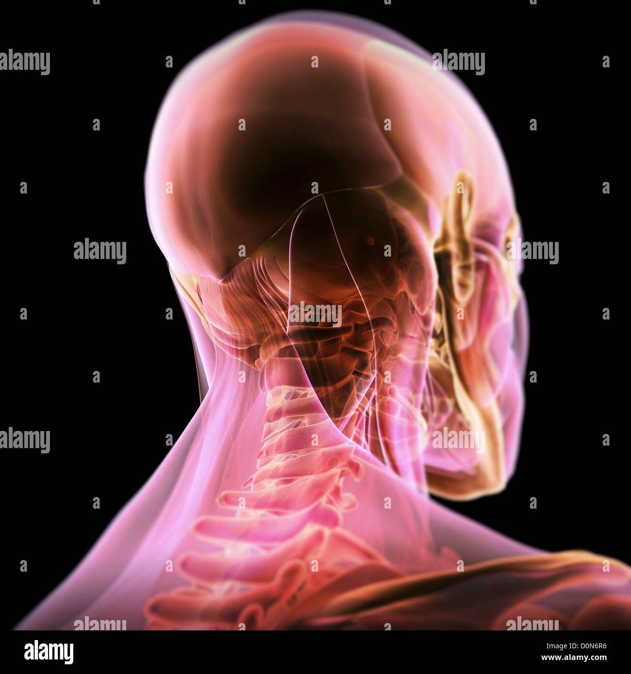 Rear three quarter view head skeleton hi-res stock photography and ...