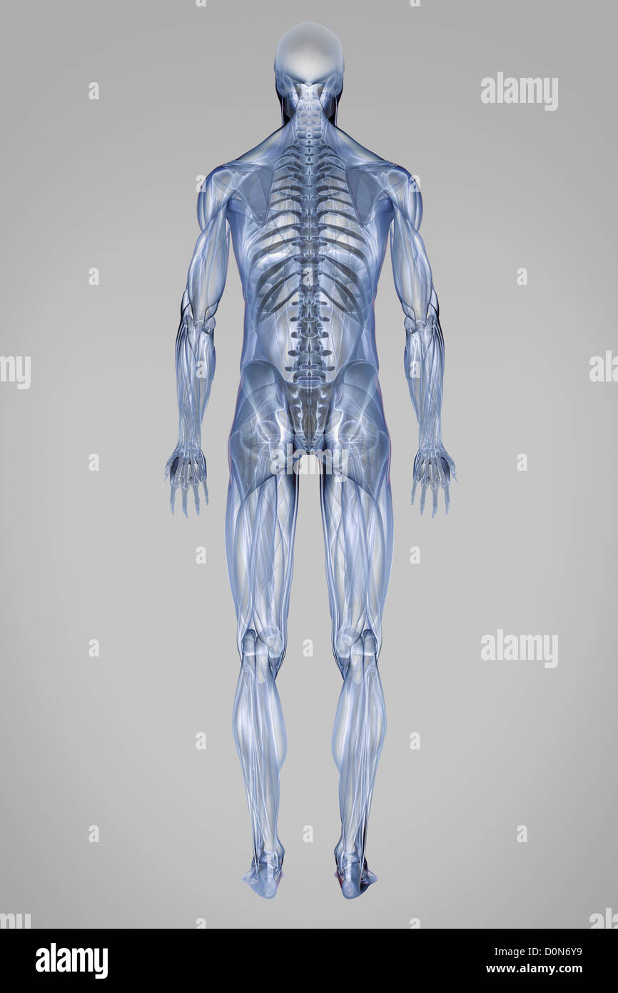 A transparent skin reveals the muscles and skeletal structures of the ...