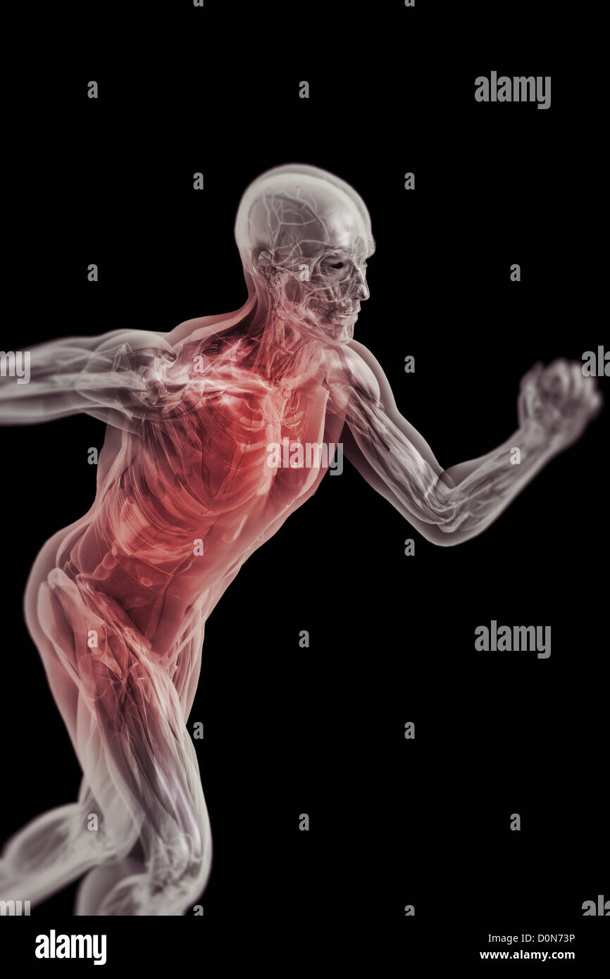 A running male figure with transparent skin to reveal the inner ...