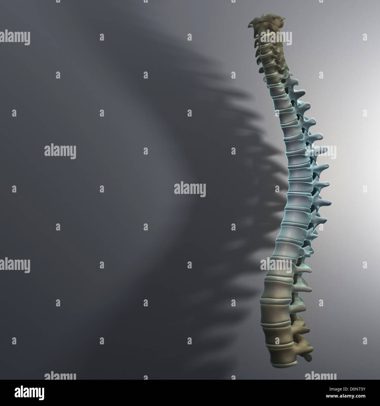 The spine viewed three-quarter perspective against gray background ...