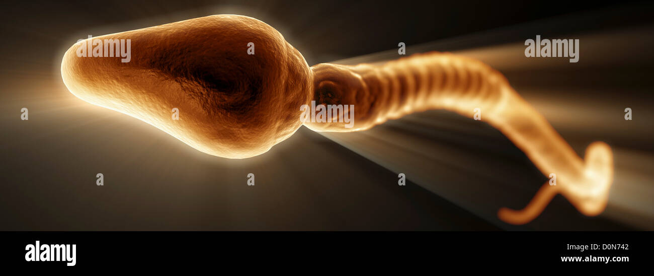 A single male sperm cell Stock Photo - Alamy