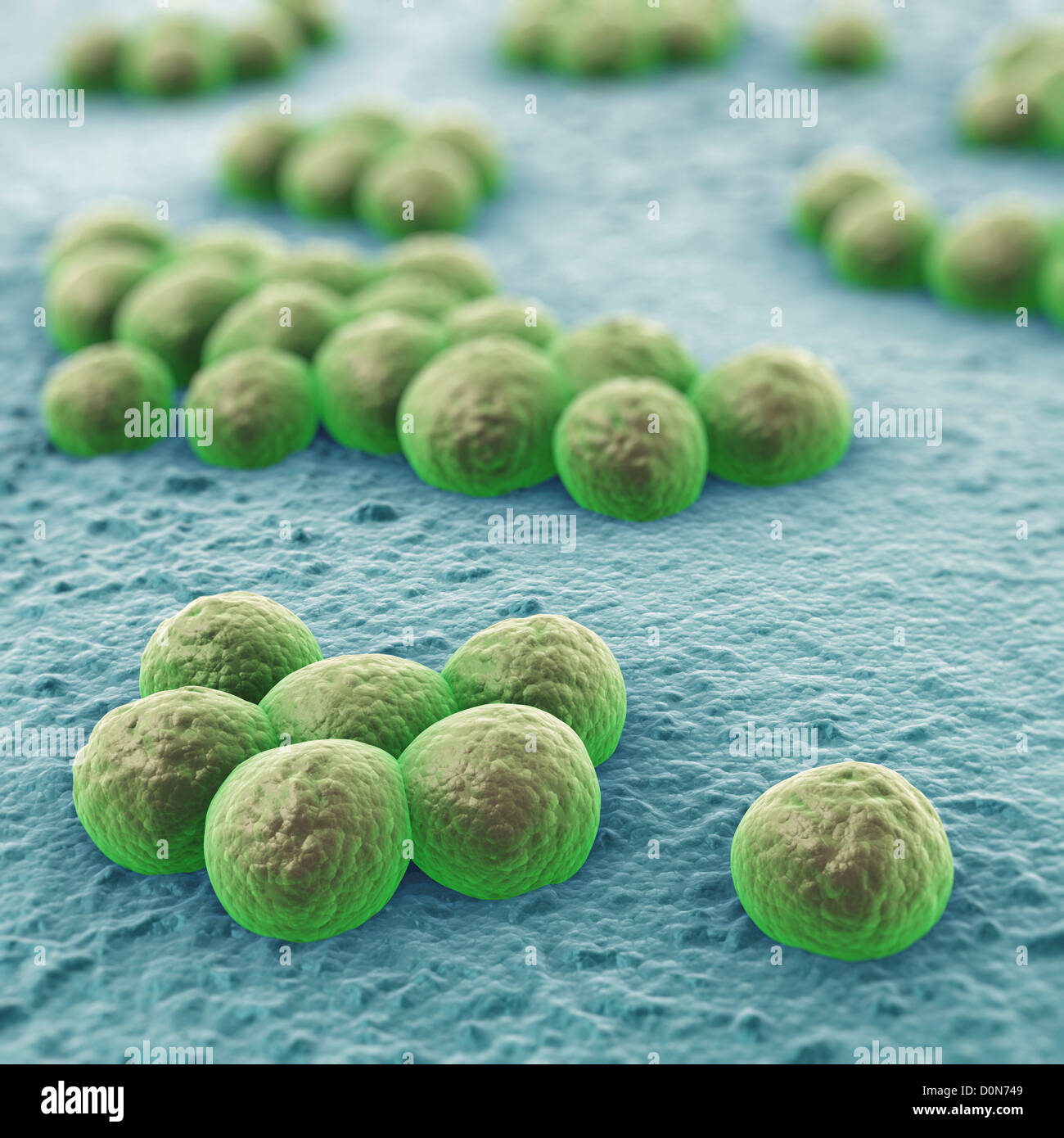 When bacteria carry several resistance genes it is considered ...