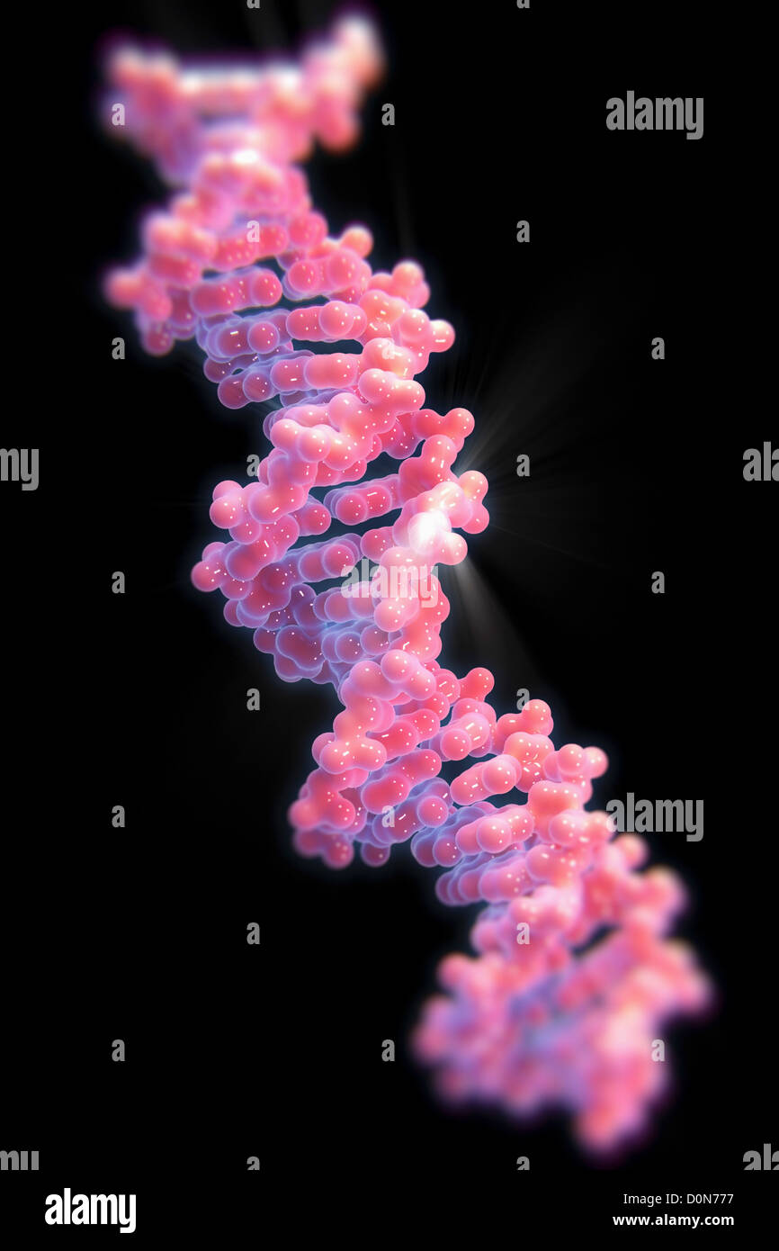 Structure of human DNA or deoxyribonucleic acid (PDB 1BNA Stock Photo ...