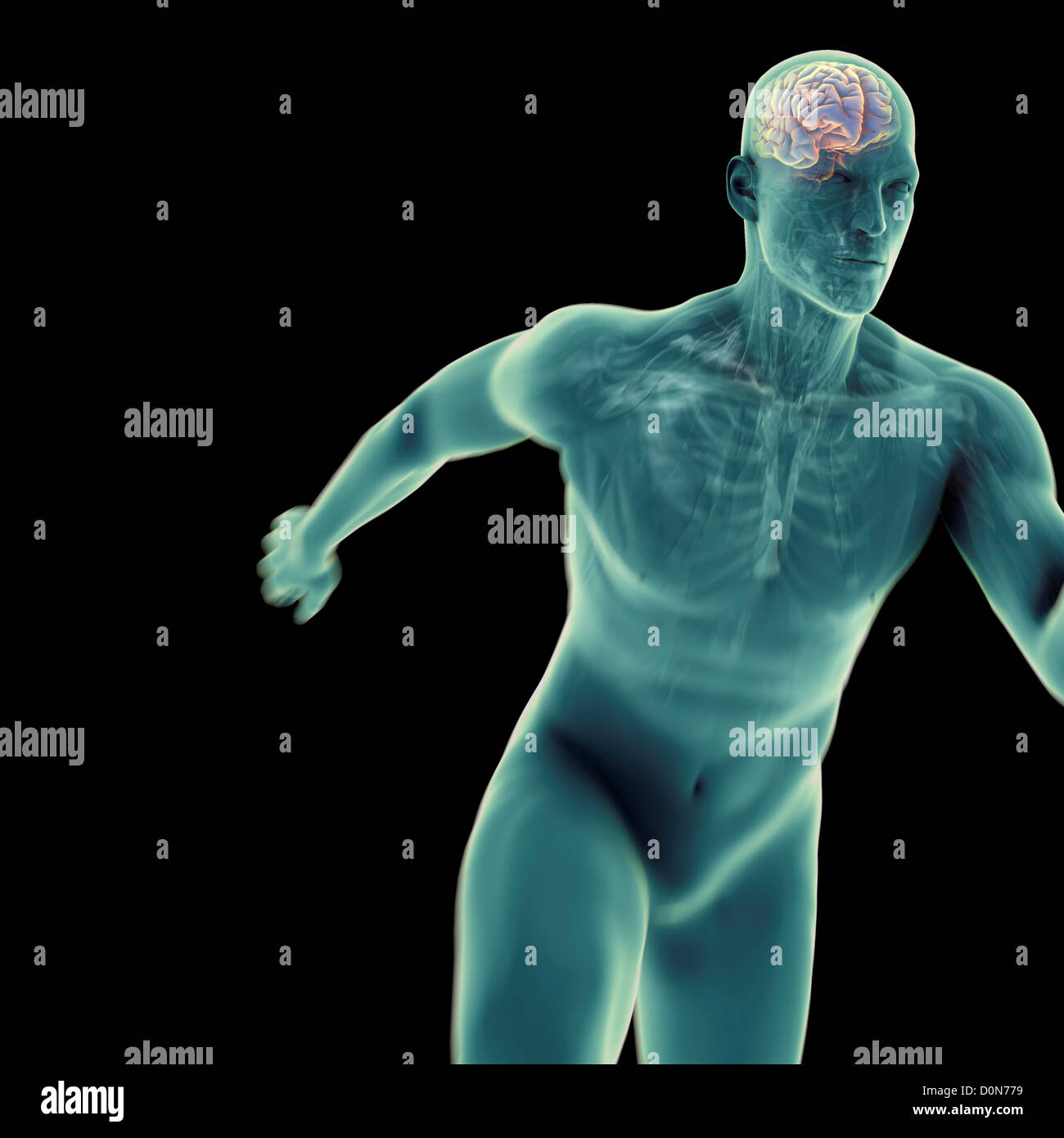 Front view male figure organs hi-res stock photography and images - Alamy