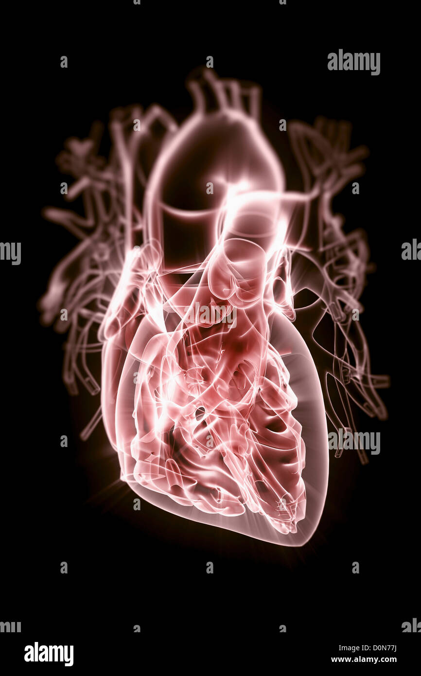 A transparent human heart with the internal anatomy highlighted in red ...