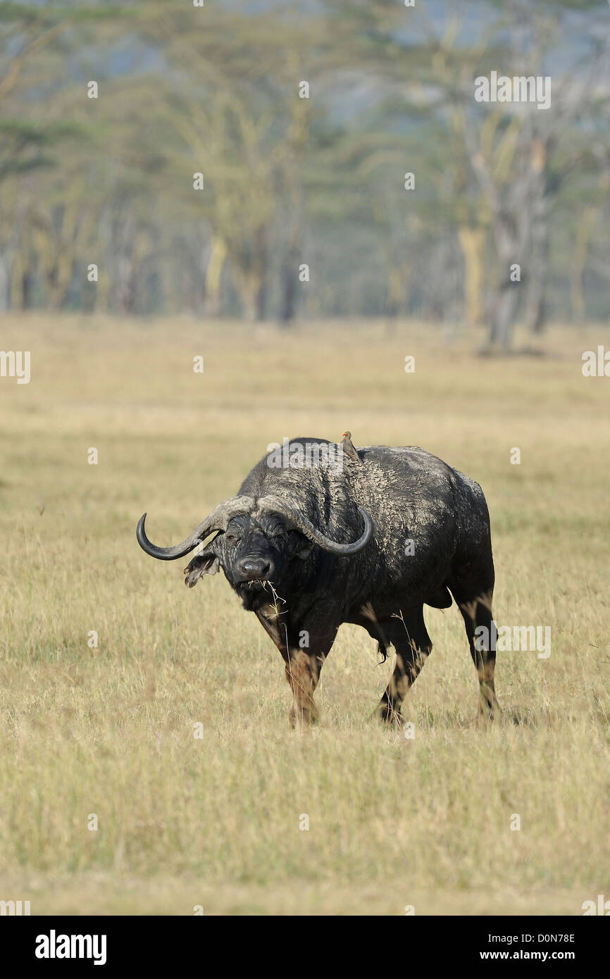 African bull bull bird hi-res stock photography and images - Alamy