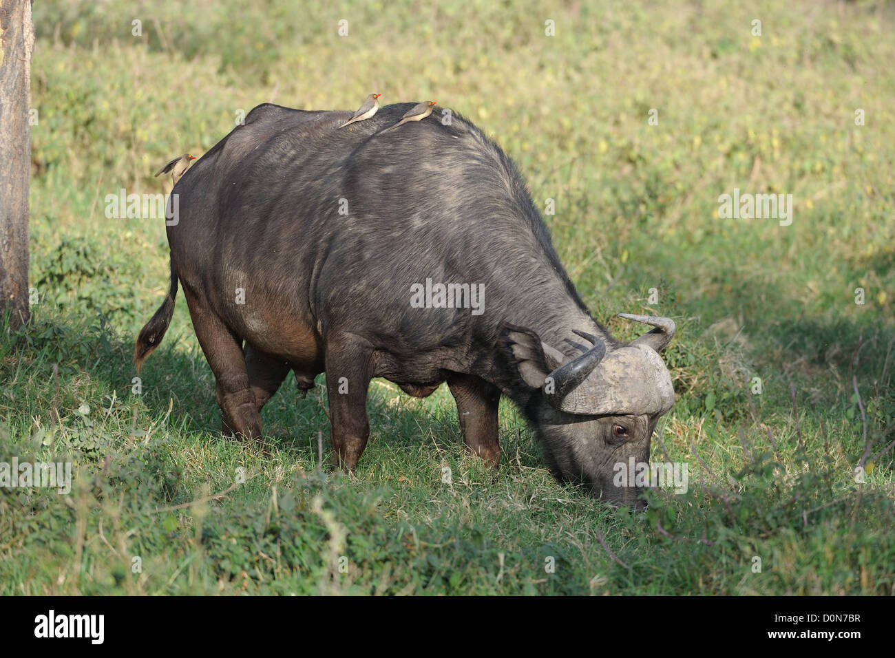 African bull bull bird hi-res stock photography and images - Alamy